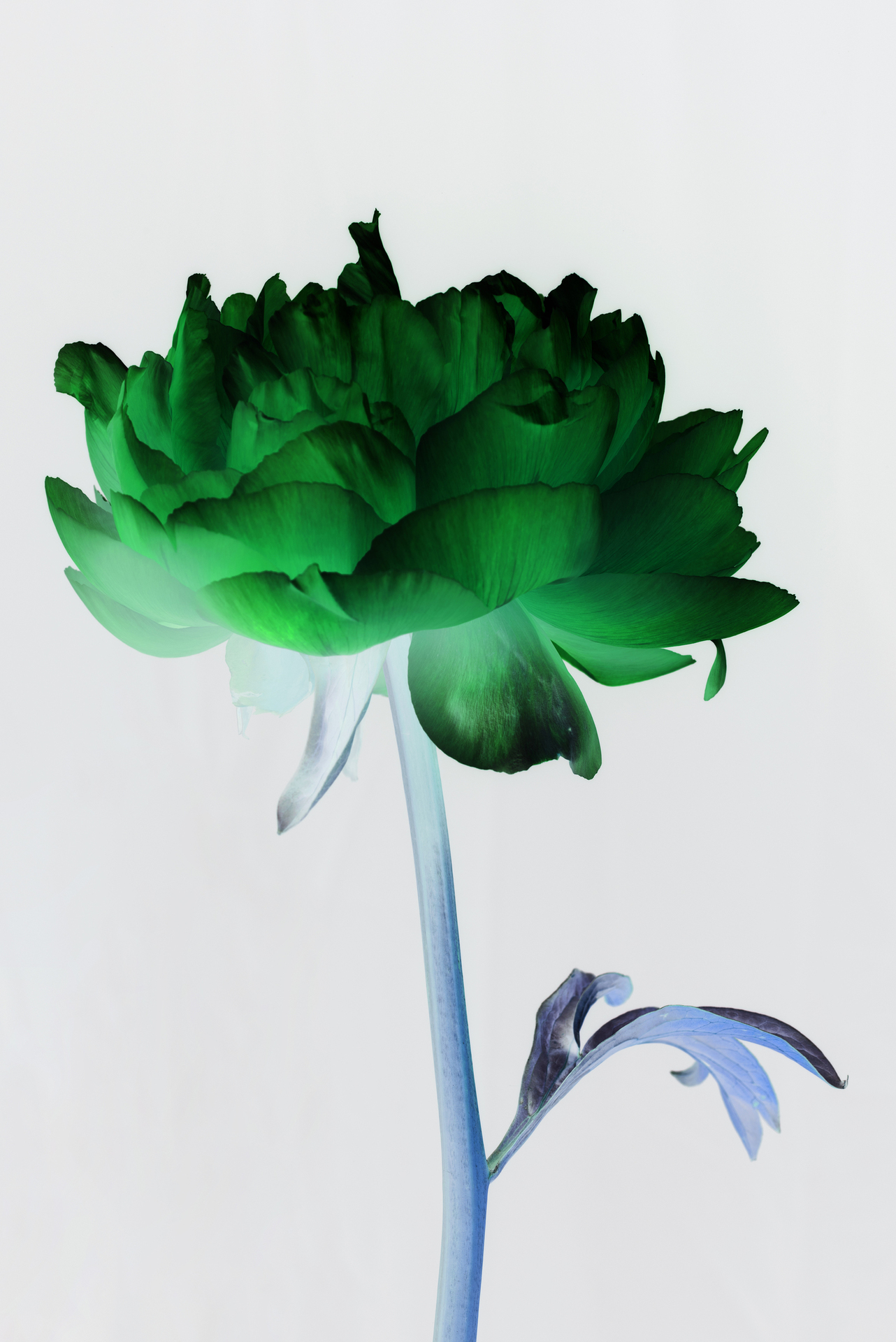 Tanja Lažetić / Flowers